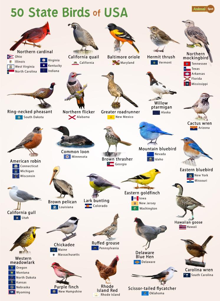 U.S. State Birds – Bird Art by KB